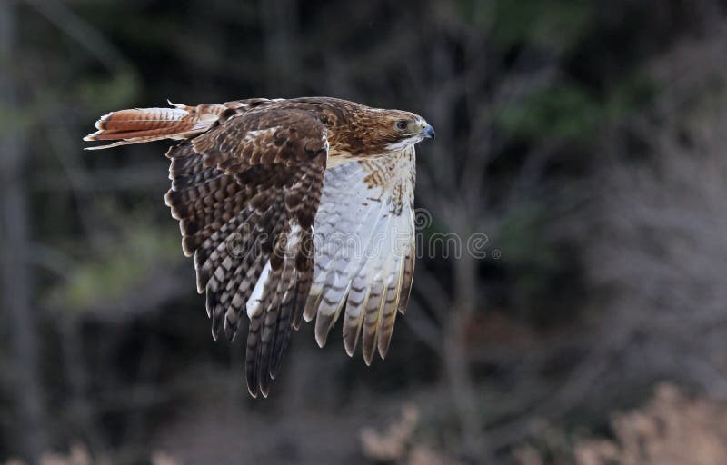 Flying Red-tailed Hawk stock image. Image of nature, prey - 53919151