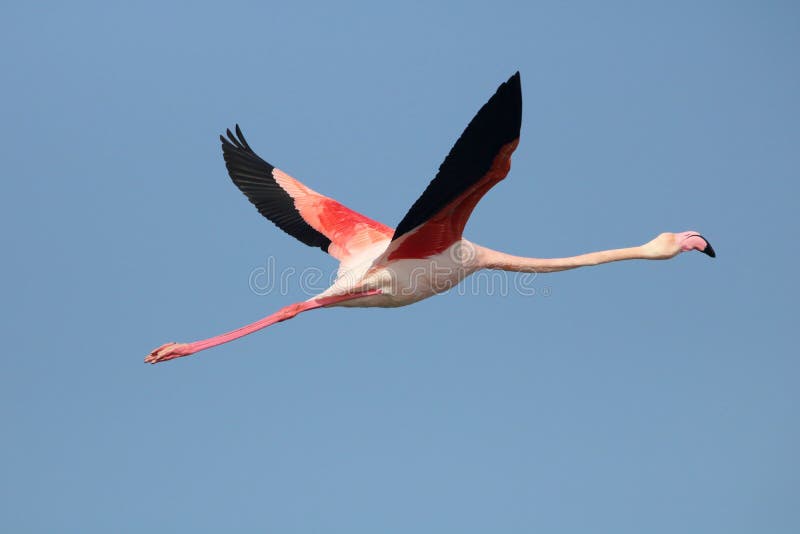 Flying Red Winged Great Flamingo Stock Image - Image of flamingo ...