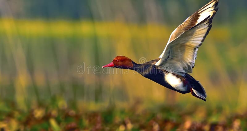 Flying Redhead Drake Duck in a Park Stock Image - Image of beak, fowl ...
