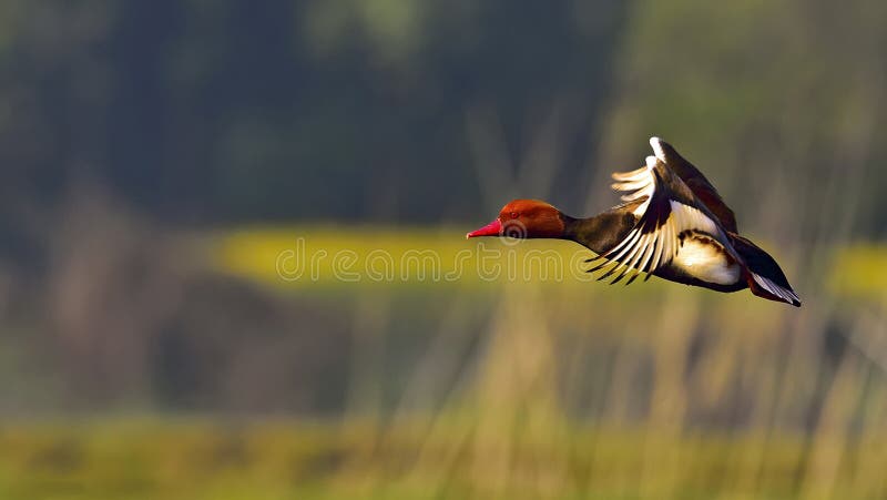 Flying Redhead Drake Duck in a Park Stock Photo - Image of drake ...