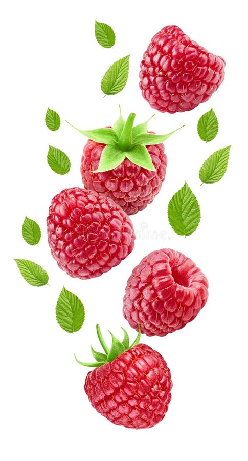 Flying Ripe Raspberries with Green Leaves Isolated Stock Image - Image ...