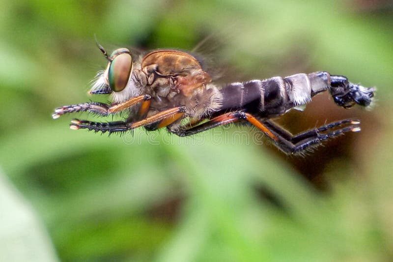 526 Flying Robber Fly Stock Photos - Free & Royalty-Free Stock Photos ...