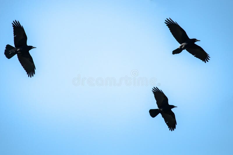 Flying rooks and jackdaws stock image. Image of bird - 156029409