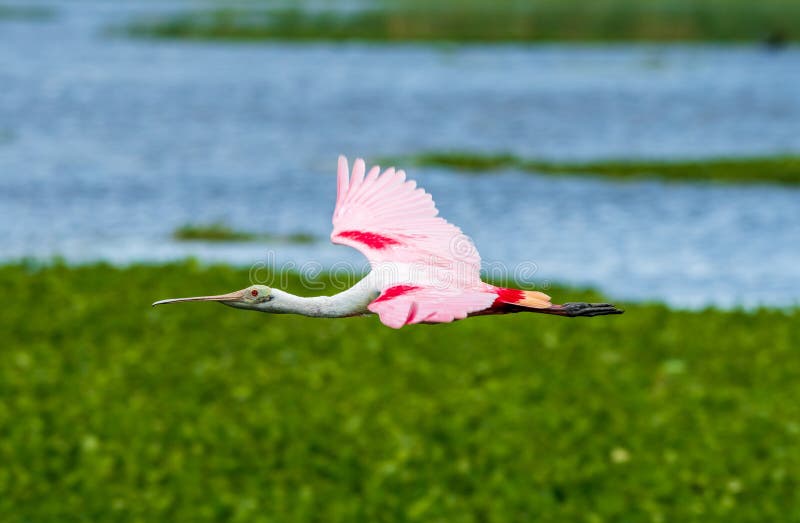 Flying roseate spoonbill stock image. Image of fauna - 279361787