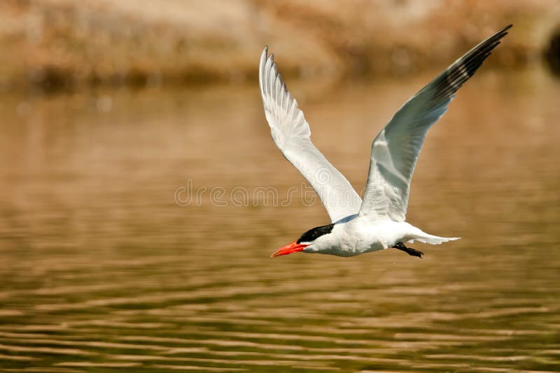 Flying Royal Tern stock image. Image of maxima, fish - 25932585