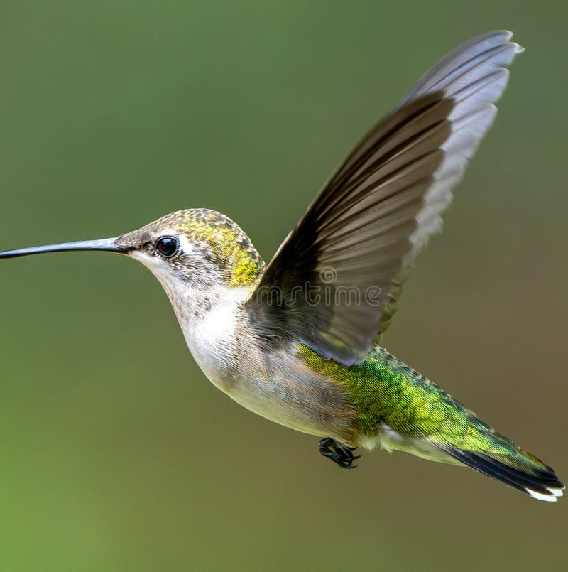 Flying Ruby Throated Hummingbird Stock Photo - Image of wing ...