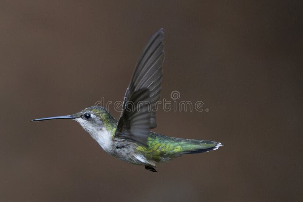 Flying Ruby Throated Hummingbird Stock Image - Image of flying ...