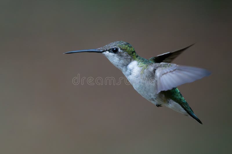 Flying Ruby Throated Hummingbird in Summer. Stock Image - Image of beak ...