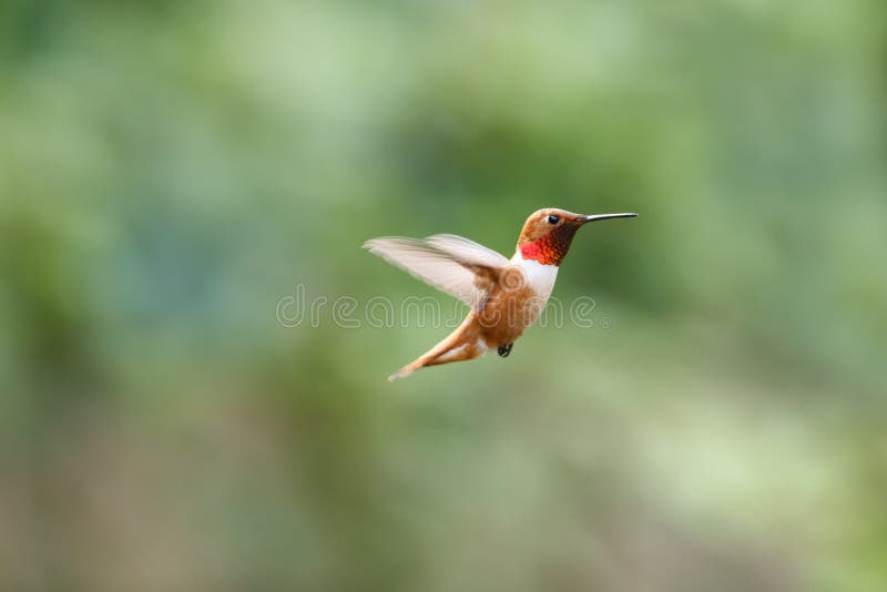 Flying rufous hummingbird stock image. Image of wildlife - 92436923