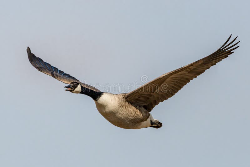 Flying and Screaming Canada Goose Stock Image - Image of wing ...