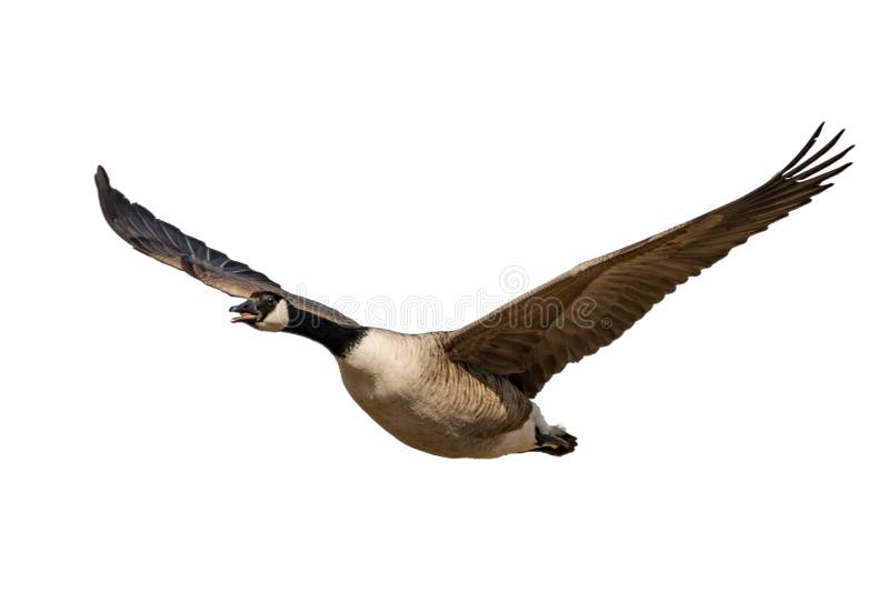 Flying and Screaming Canada Goose Stock Image - Image of flying, bird ...