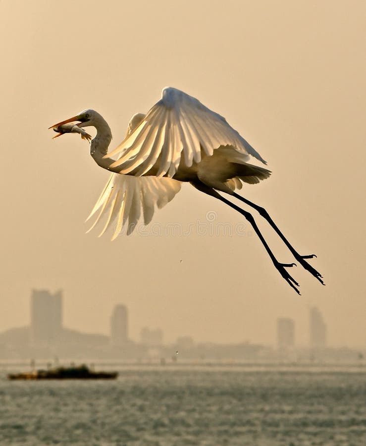Flying sea bird with fish stock image. Image of bird - 174207503