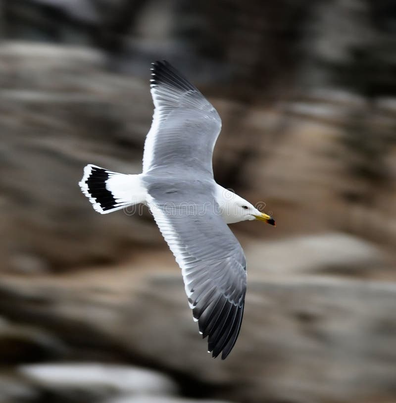 Flying sea-gull stock photo. Image of flying, colors, birds - 4433076