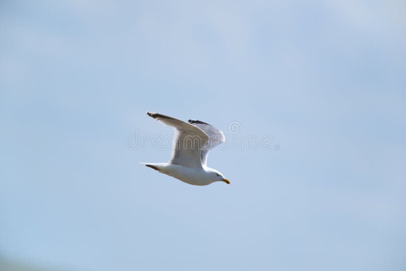 Flying sea gull stock photo. Image of river, flight - 269695696