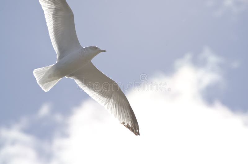 Flying Sea Gull stock photo. Image of outdoor, freedom - 39609914