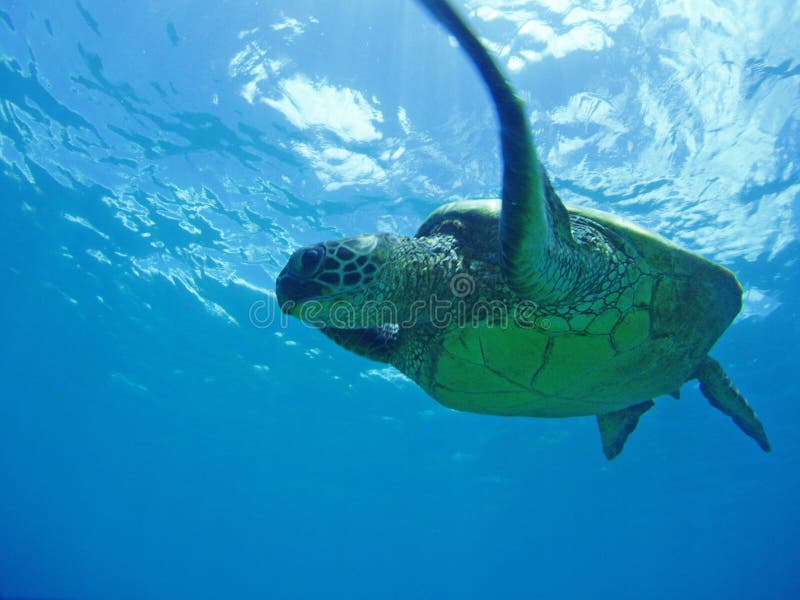Flying Sea Turtle stock image. Image of scubadiving, scuba - 16252593