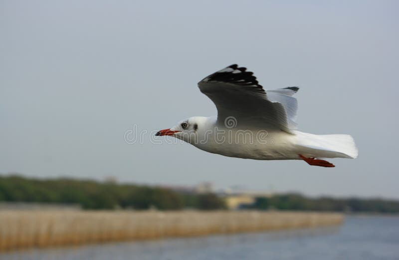 Flying seagull stock image. Image of circle, gull, flying - 11904723