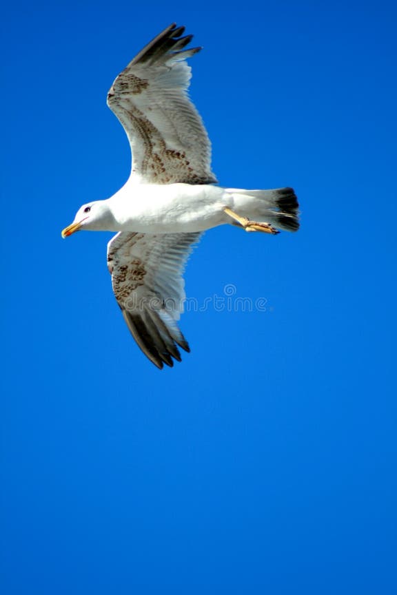 Flying seagull stock photo. Image of leader, seagull - 12188510