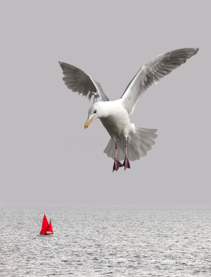 Flying seagull and stock photo. Image of seabird, boat - 23937192
