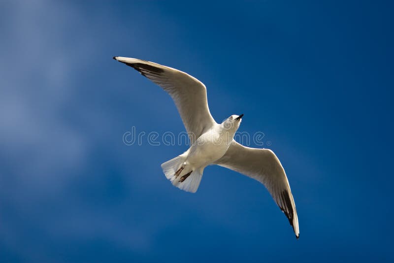 Flying seagull stock image. Image of seagull, fauna, wing - 7778183