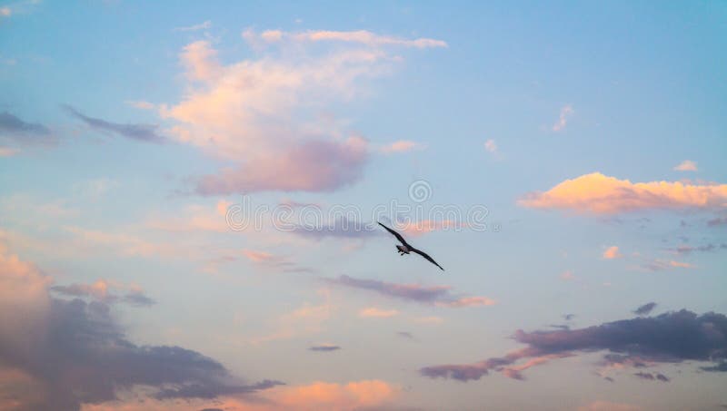 Flying Seagull from the Back in a Colored Cloudy Sky Stock Image ...