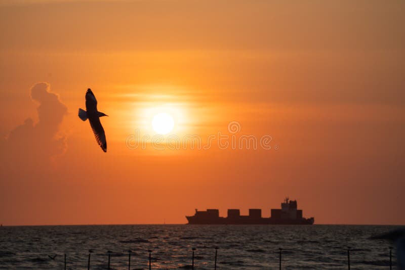 Flying Seagull with Cargo Ship in Sunset Stock Image - Image of sunrise ...