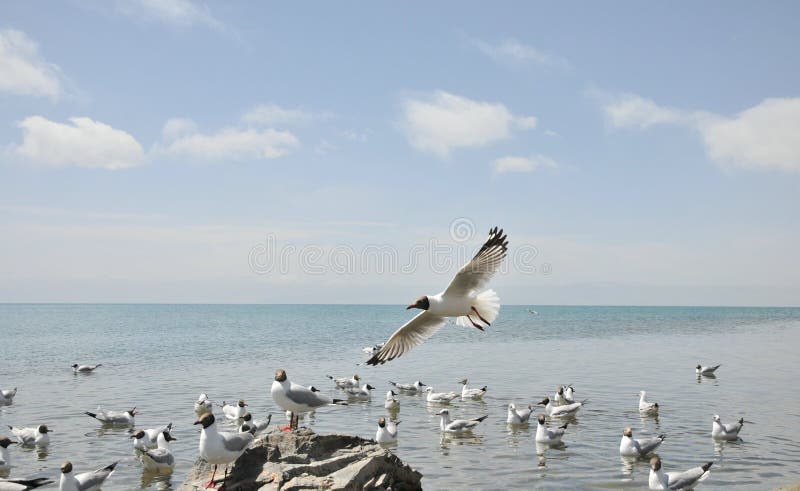 Flying seagull stock image. Image of gull, cloud, peace - 44672645