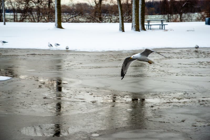 Flying Seagull at the End of the Winter Stock Photo - Image of outdoor ...