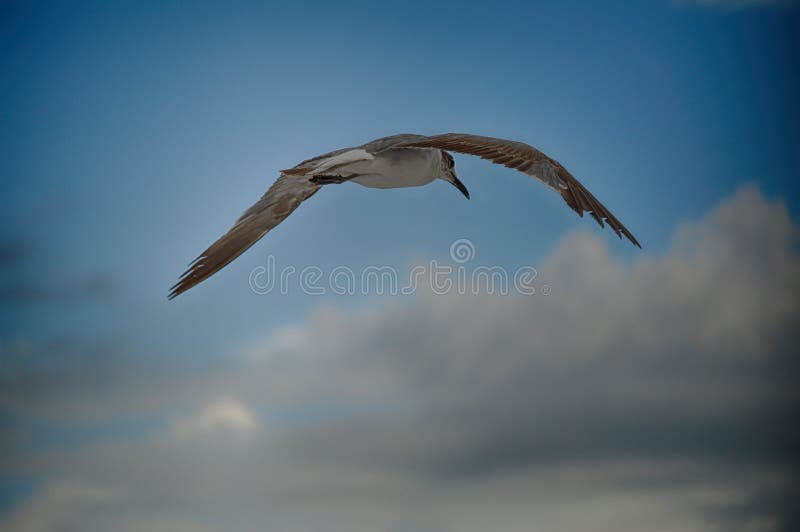Flying Seagull of Florida stock photo. Image of expanded - 44171830