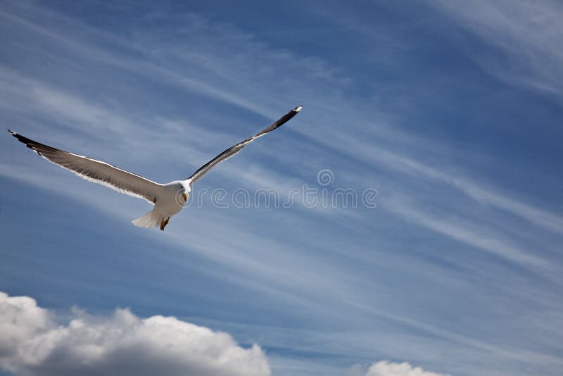 Flying Seagull stock photo. Image of scenic, flying, scenery - 34469890