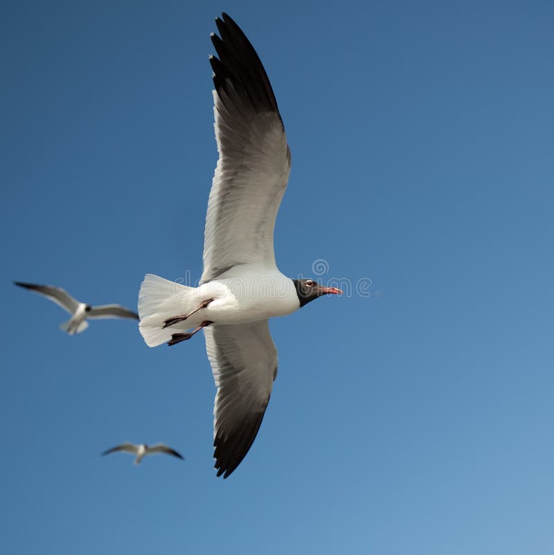 Flying Seagull stock image. Image of flying, zoology - 54116561