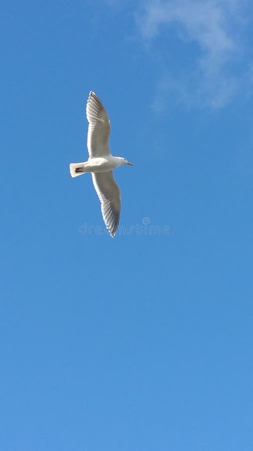 Flying seagull stock photo. Image of animal, seagull - 50539442