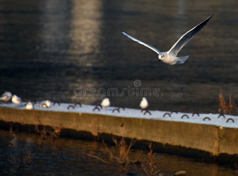 Flying seagull over river stock image. Image of nature - 69091611