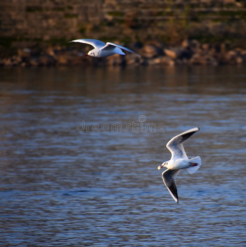 Flying seagull over river stock image. Image of blue - 69092205