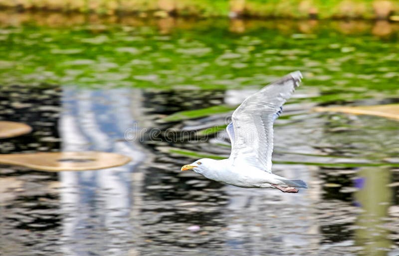121 Seagull Flying Over Water Land Stock Photos - Free & Royalty-Free ...