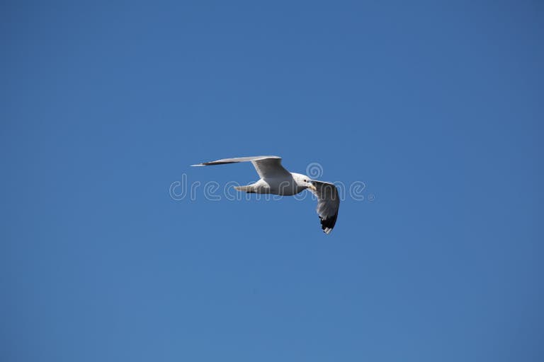Flying Seagull stock image. Image of flying, gulls, seagulls - 74193627