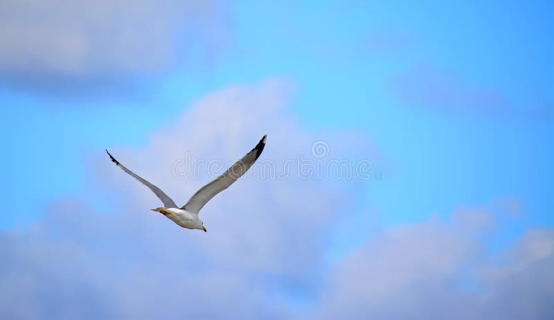 Flying seagull stock image. Image of pink, open, back - 38541463