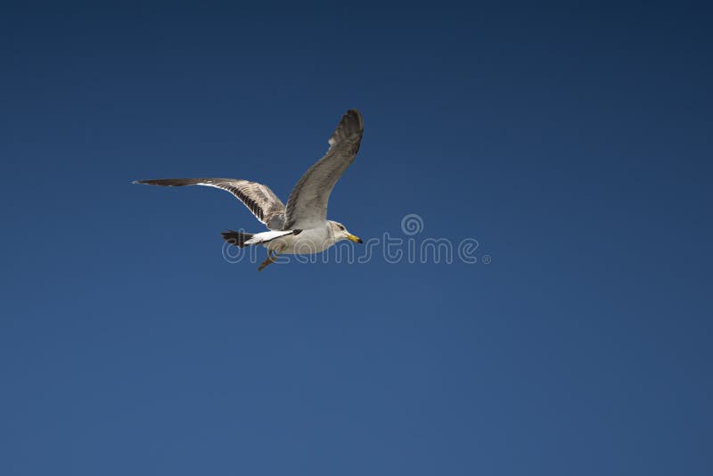 Sea gull in Dalian China stock photo. Image of china - 173974502
