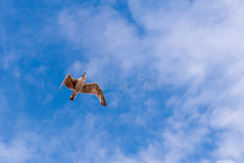 Flying Seagull from Underneath and a Beautiful Blue Sky with Some ...