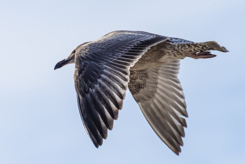 Flying Seagull, View from Below Stock Image - Image of feathers, high ...