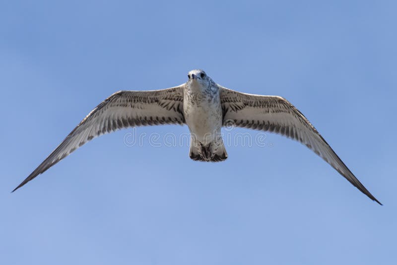 Flying Seagull, View from Below Stock Image - Image of gull, peaceful ...