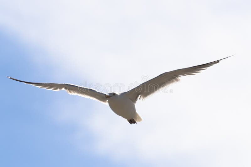 Flying Seagull, View from Below Stock Image - Image of high, straight ...