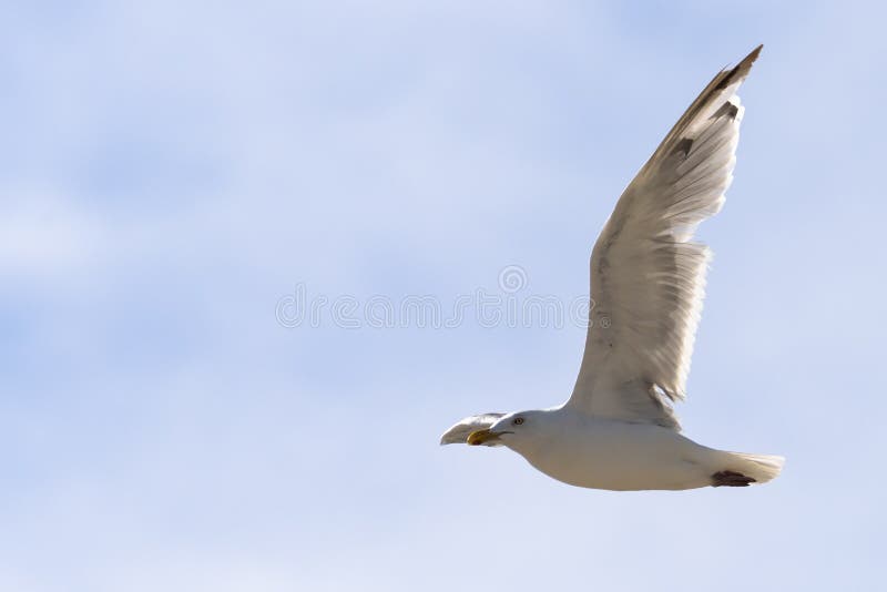 Flying Seagull, View from Below Stock Photo - Image of light, bird ...