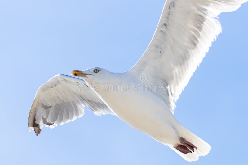 314 Flying Bird Top View Flight Wings Photos - Free & Royalty-Free ...