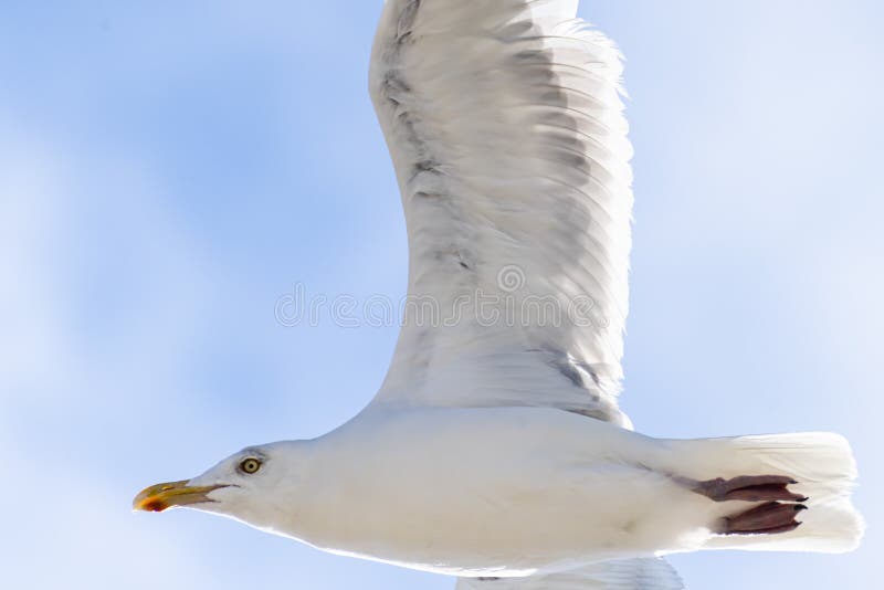 Flying Seagull, View from Below Stock Image - Image of white, feathers ...