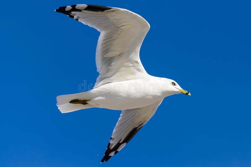 Flying Seagull, View from Below Stock Photo - Image of angle, glide ...