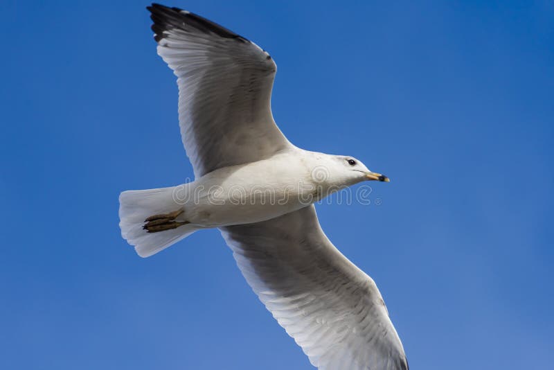 314 Flying Bird Top View Flight Wings Photos - Free & Royalty-Free ...