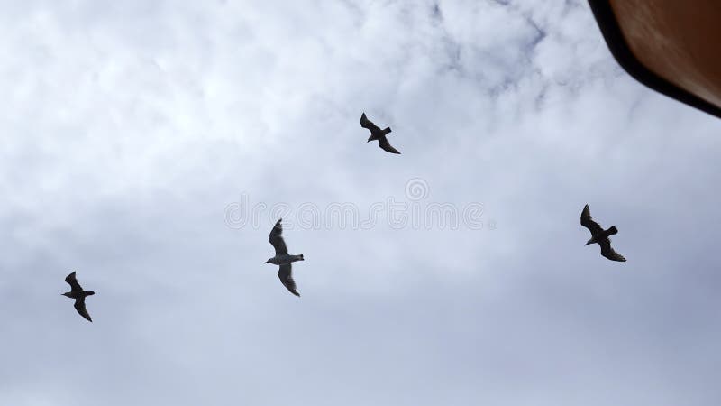 Flying Seagulls at Floating Ship. Clip. View from Below of Flying ...