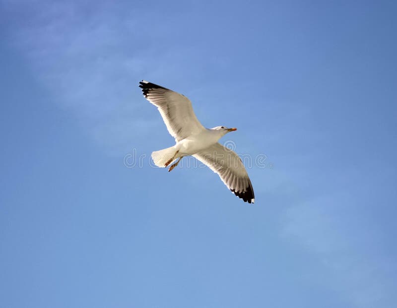 Flying Seagulls at the Harbor Stock Image - Image of closeup, freedom ...