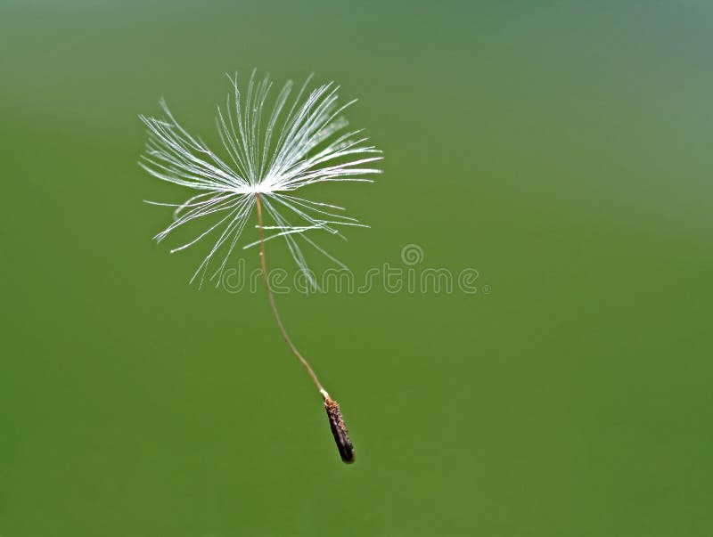 Flying seed stock photo. Image of reproduction, taraxacum - 5168484